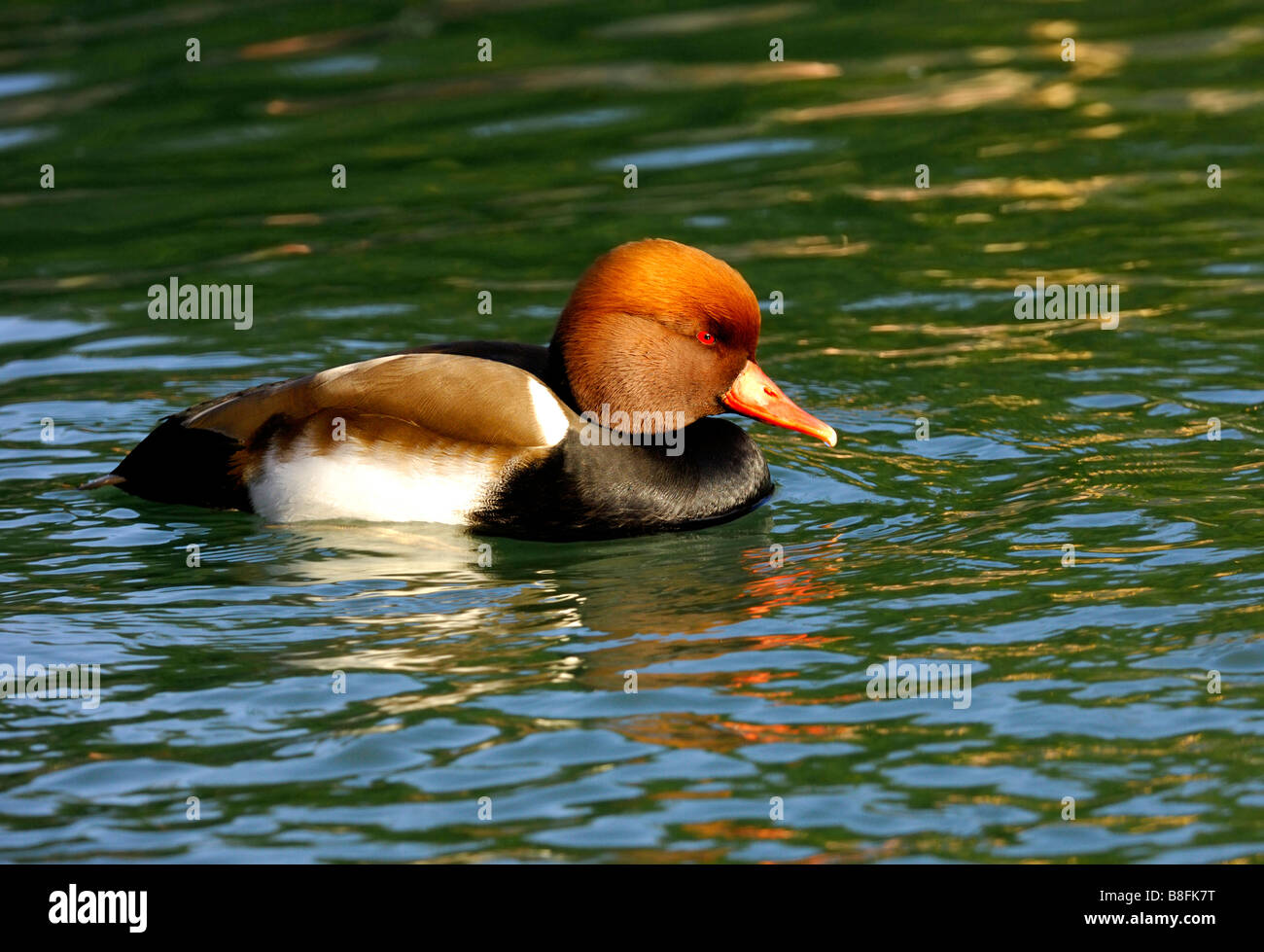 Male Red Crested Porchard, Netta rufina Stock Photo - Alamy