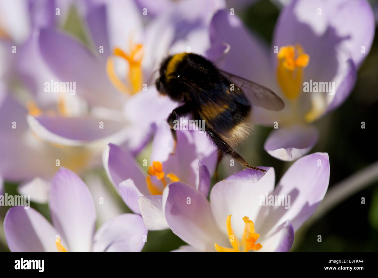 Spring bee flowers pollen Stock Photo - Alamy
