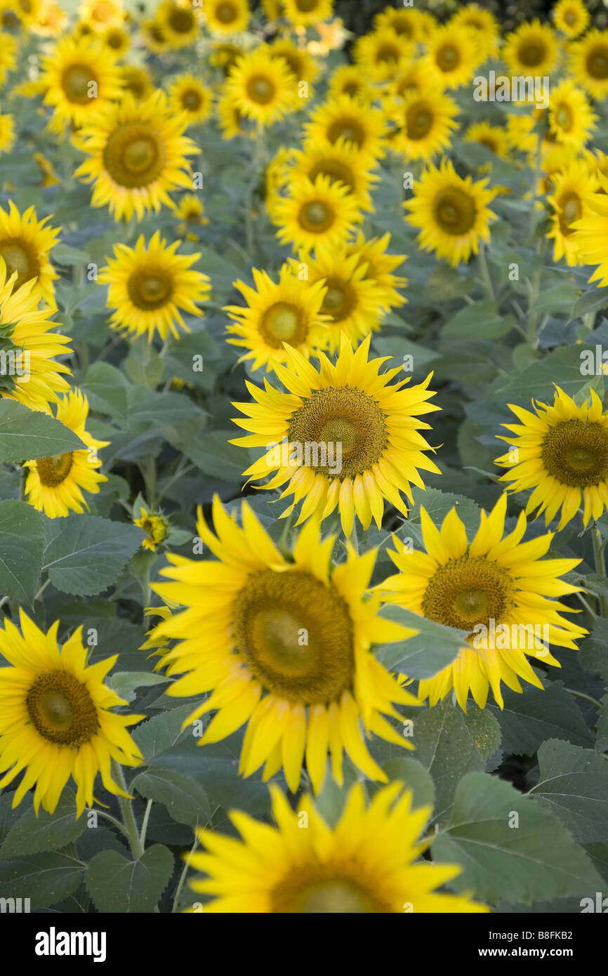 Fibonacci numbers in nature hi-res stock photography and images - Alamy