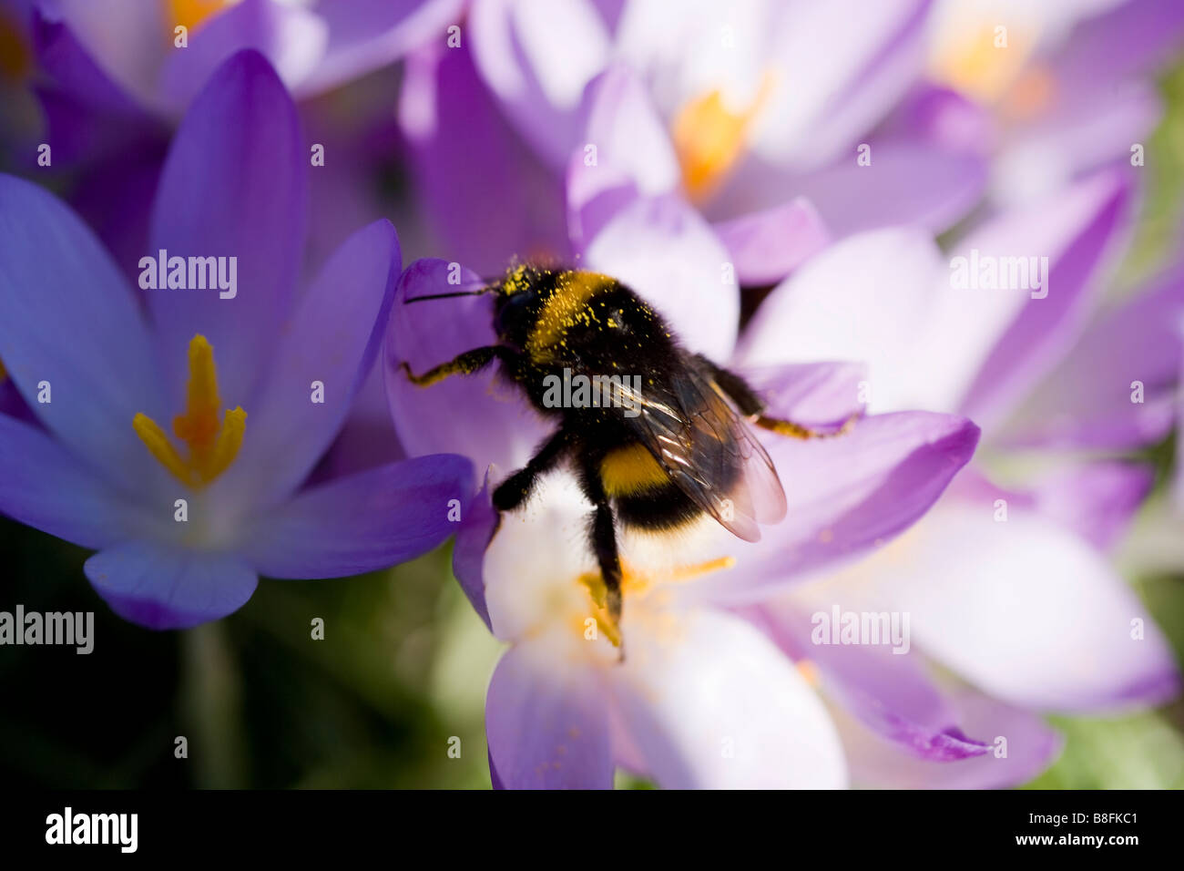 Spring bee flowers pollen Stock Photo - Alamy