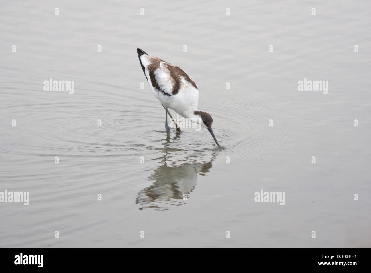 Juvenile avocet hi-res stock photography and images - Alamy