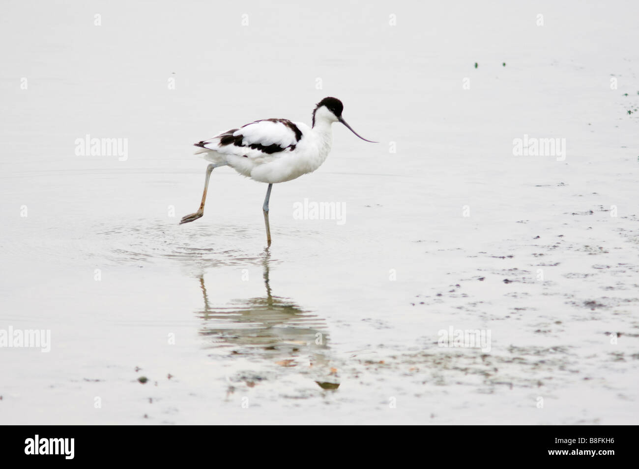 Avocet recurvirostra avosetta Stock Photo - Alamy
