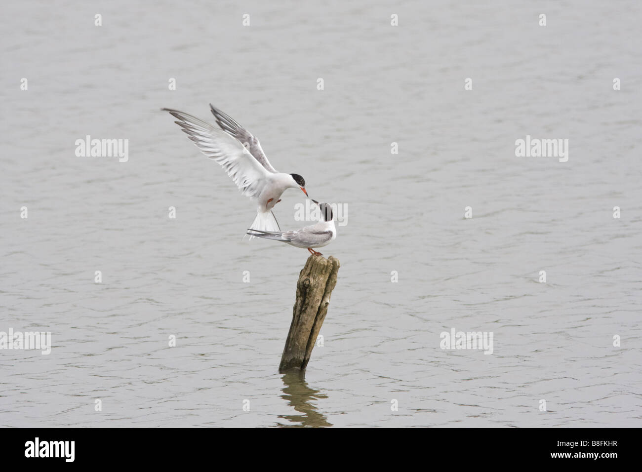 Common tern environment hi-res stock photography and images - Alamy