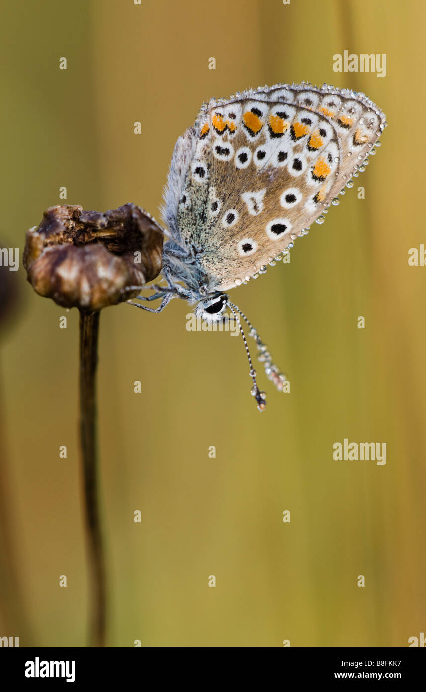Common Blue Butterfly Stock Photo - Alamy