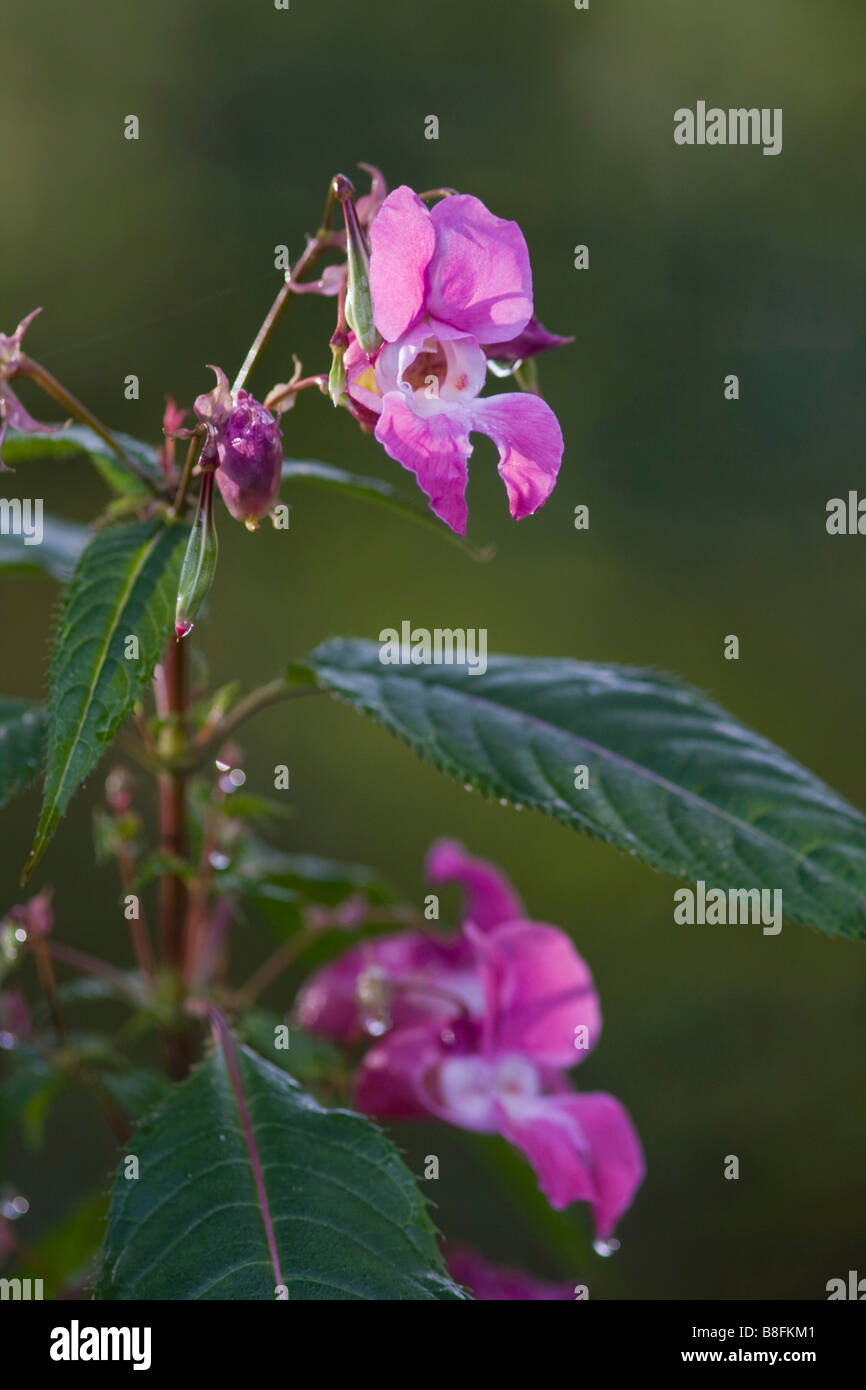 Himalayan Balsam impatiens balsamifera Stock Photo - Alamy