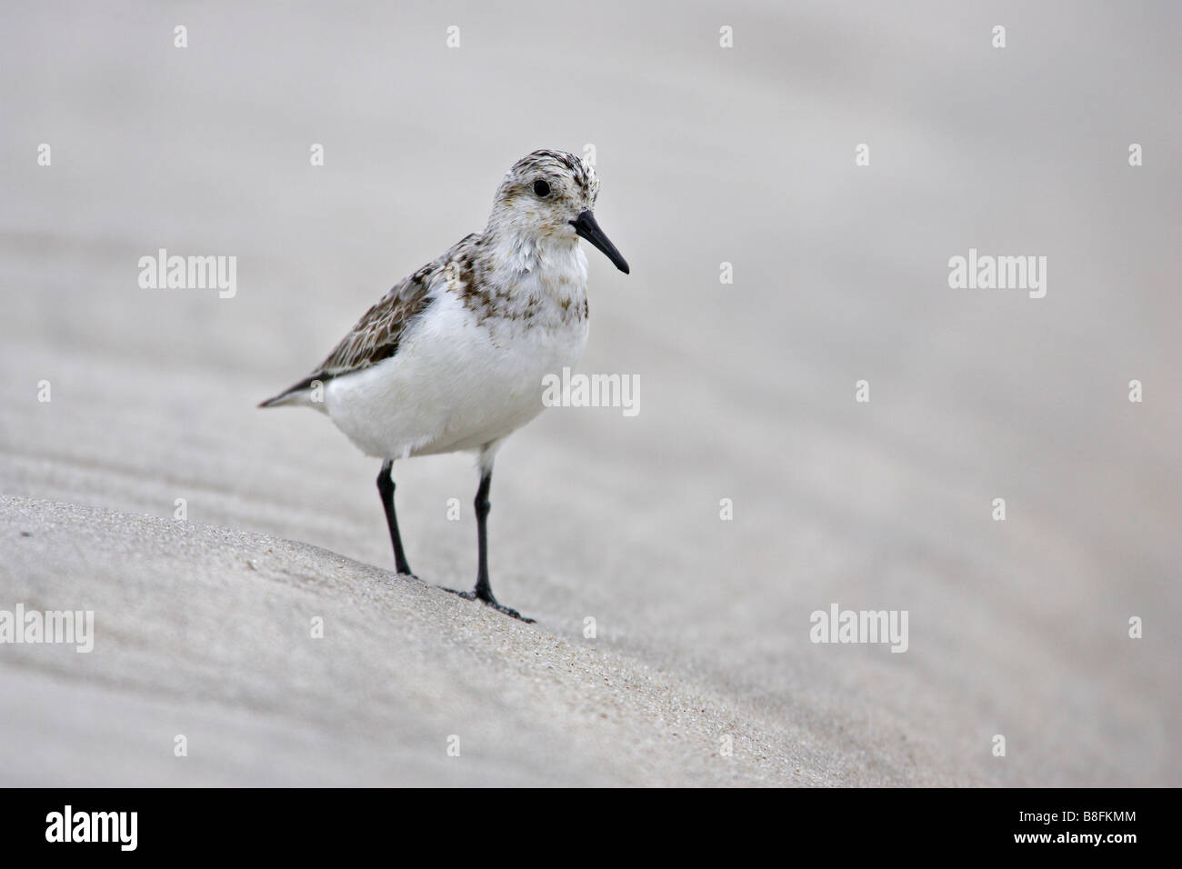 Sanderling breeding plumage on beach hi-res stock photography and ...