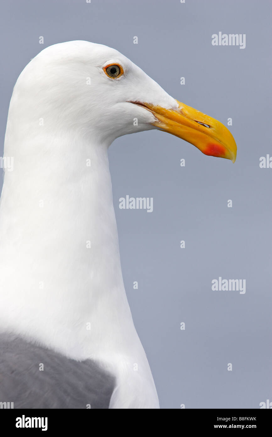 Western Gull larus occidentalis wymani head shot Stock Photo - Alamy