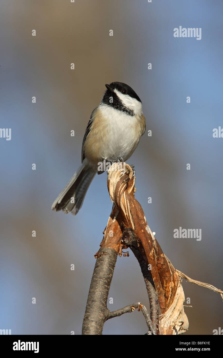 Chickadee birds hi-res stock photography and images - Alamy