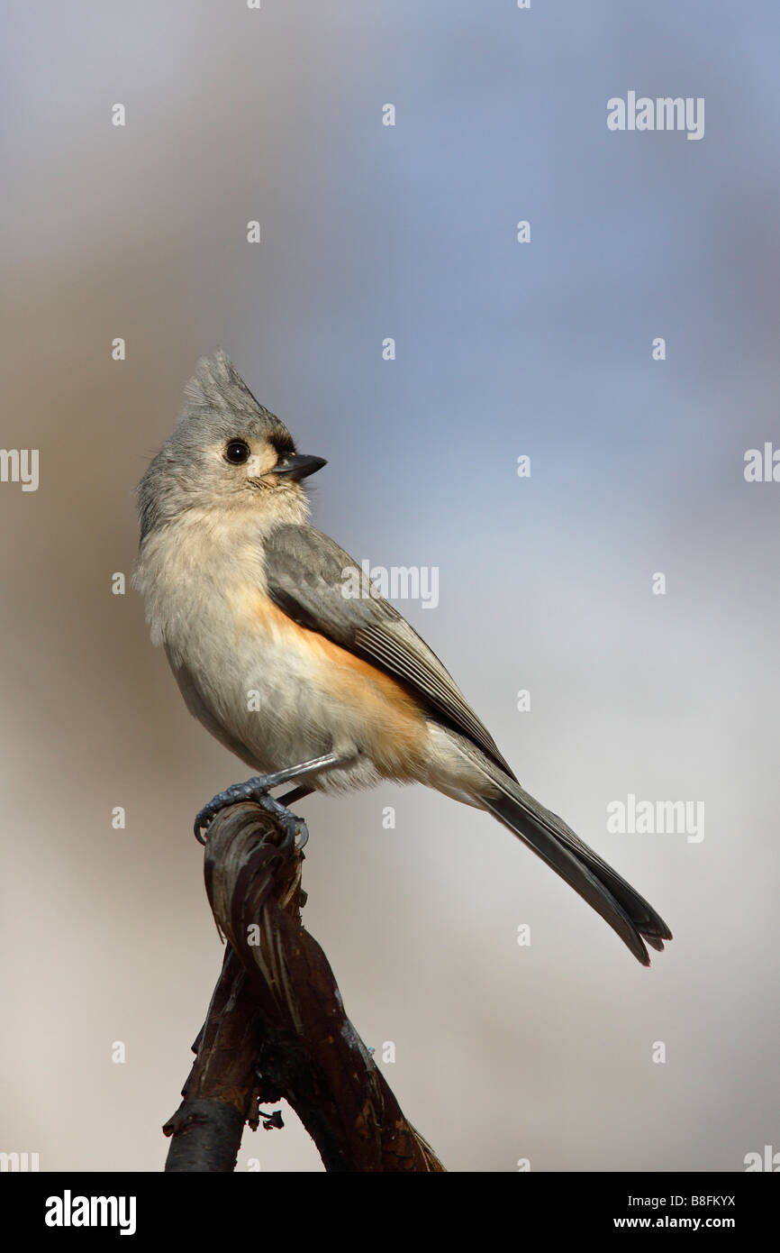 Tufted Titmouse Baeolophus bicolor bicolor perched on branch Stock ...