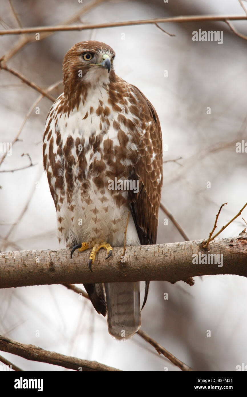 Eastern Red tailed Hawk Buteo jamaicensis borealis juvenile sitting in ...