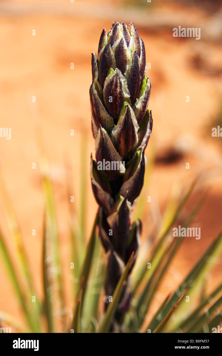 Yuca plant hi-res stock photography and images - Alamy