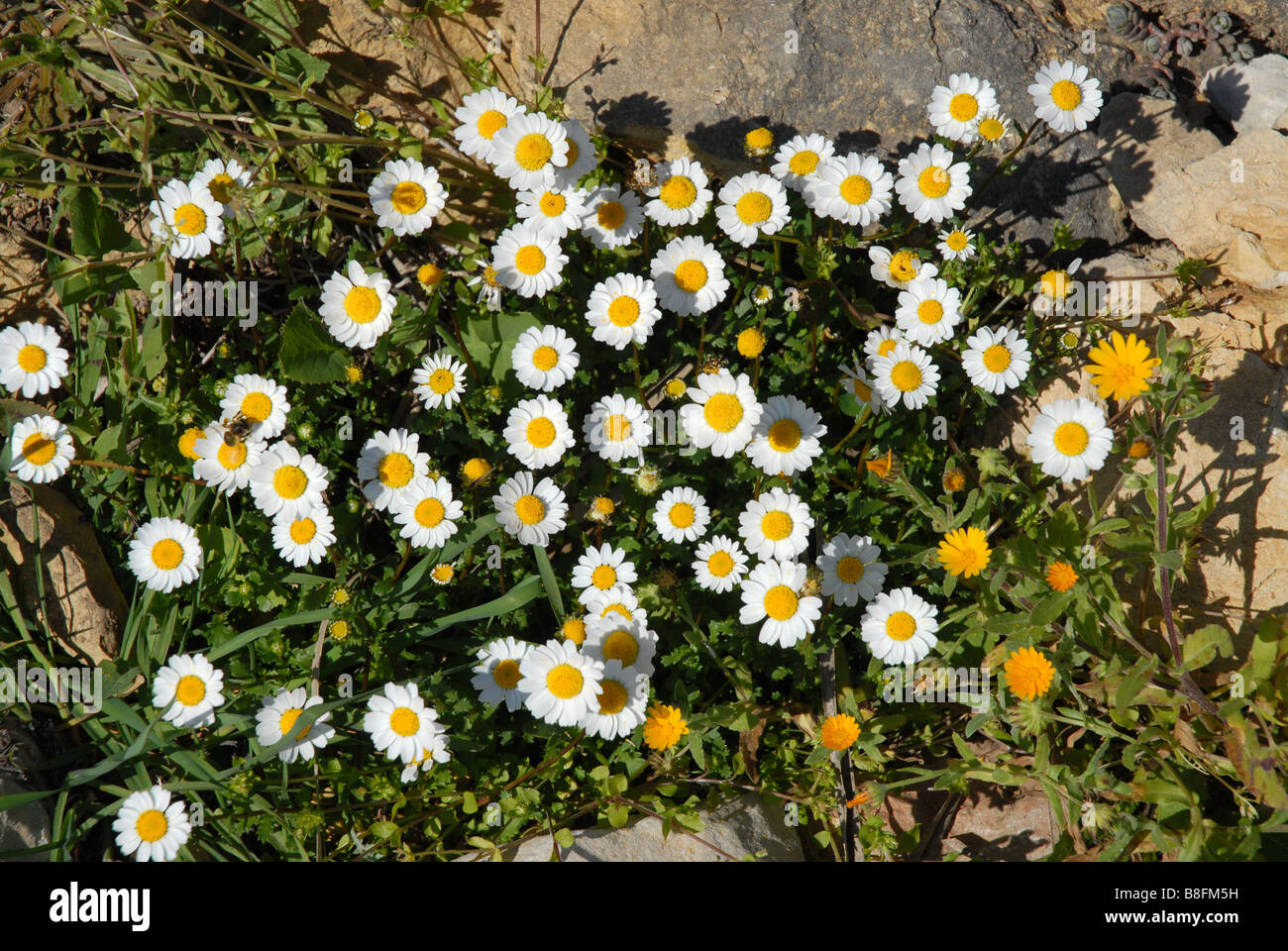 yellow and white daisies by roadside, Alicante Province, Comunidad ...