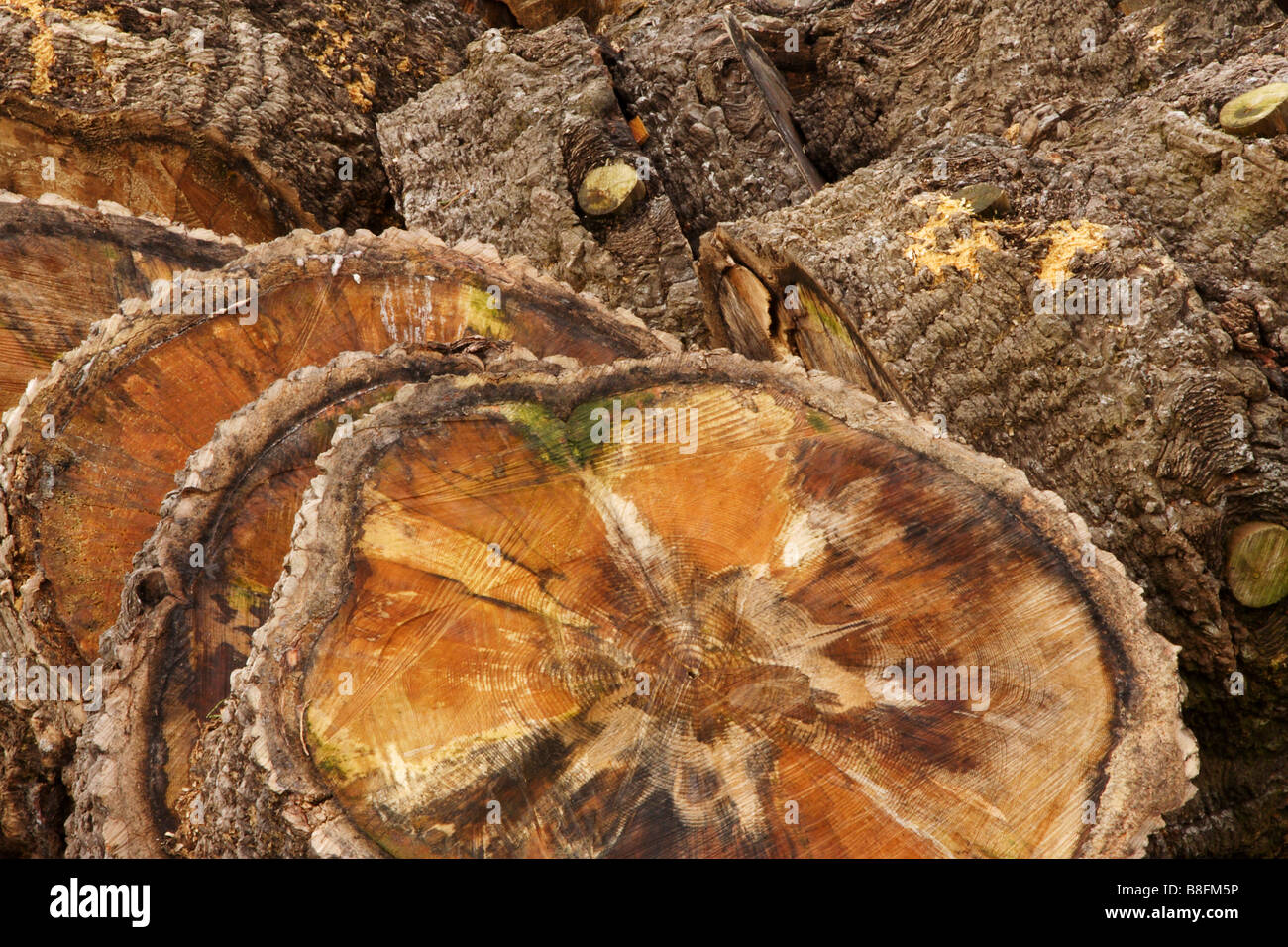 A pile of large logs Stock Photo - Alamy