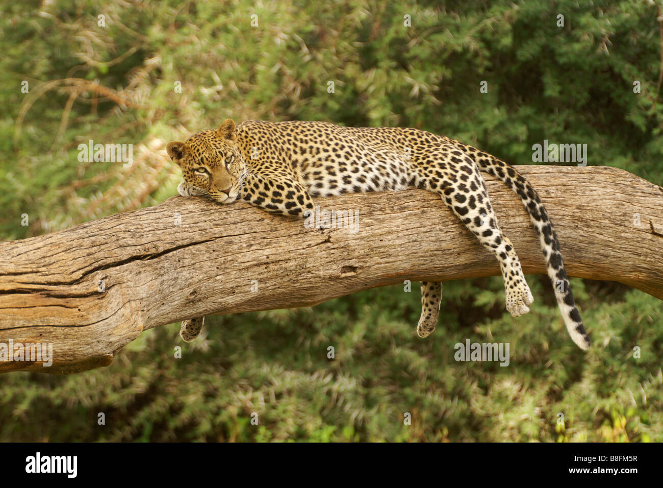 Leopard resting on fallen tree, Samburu, Kenya Stock Photo - Alamy
