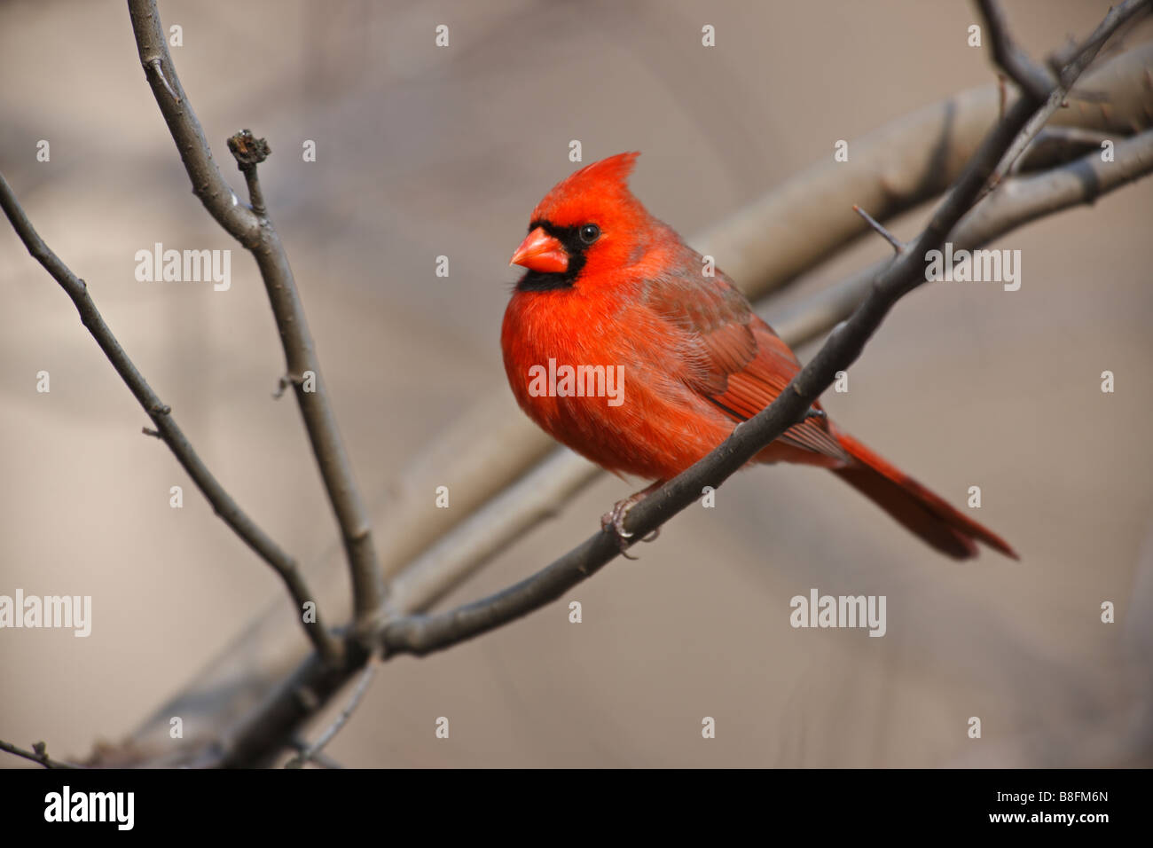 Northern cardinal hi-res stock photography and images - Alamy