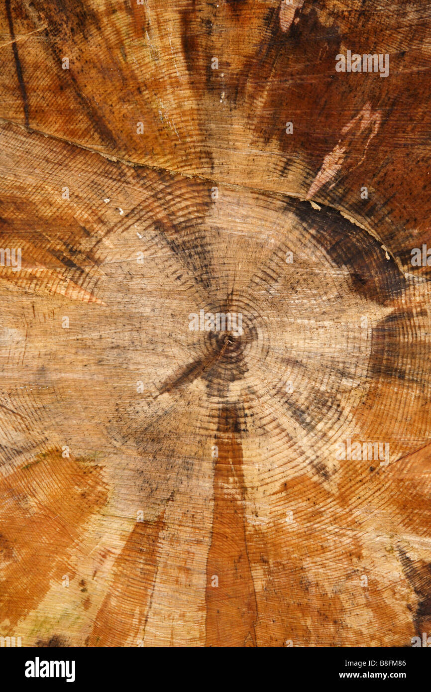 Woodgrain cut of a log Stock Photo - Alamy