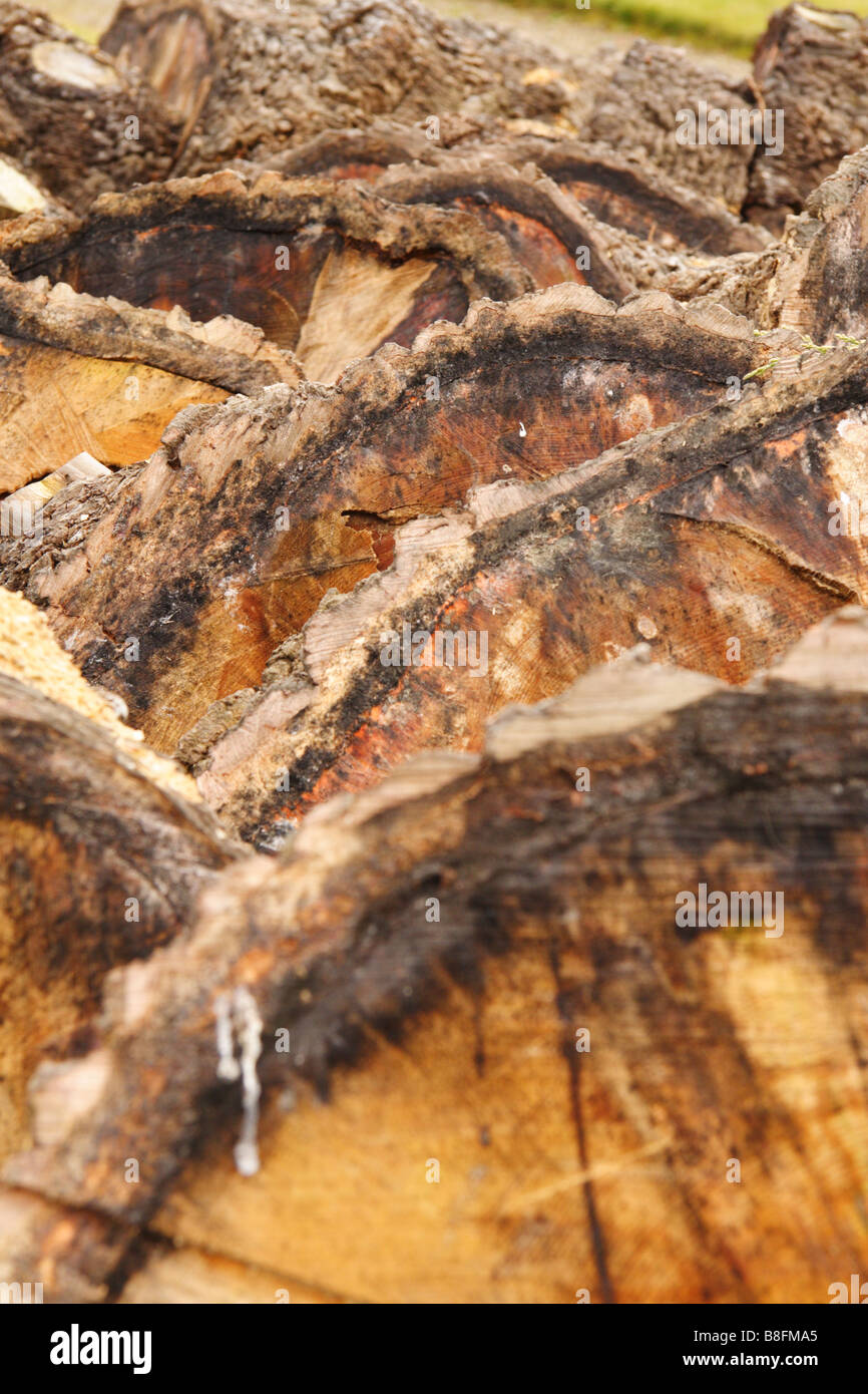A pile of large logs Stock Photo - Alamy