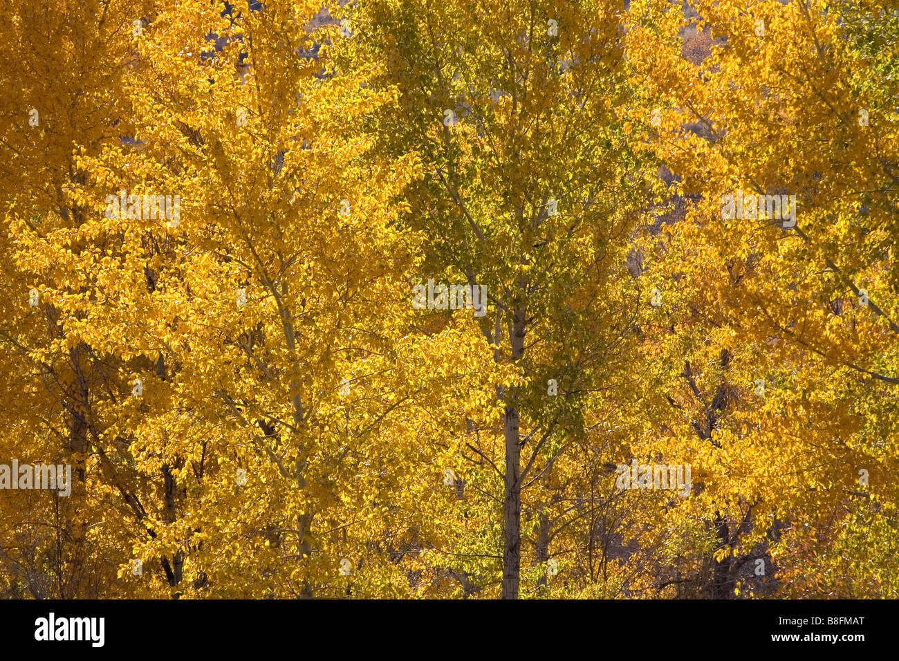 Fall foliage along the south fork of the Boise River in Elmore County ...