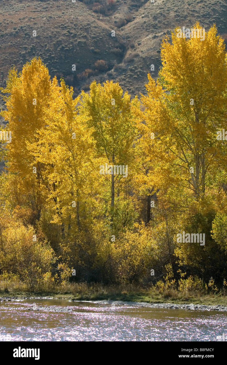 Fall foliage along the south fork of the Boise River in Elmore County ...