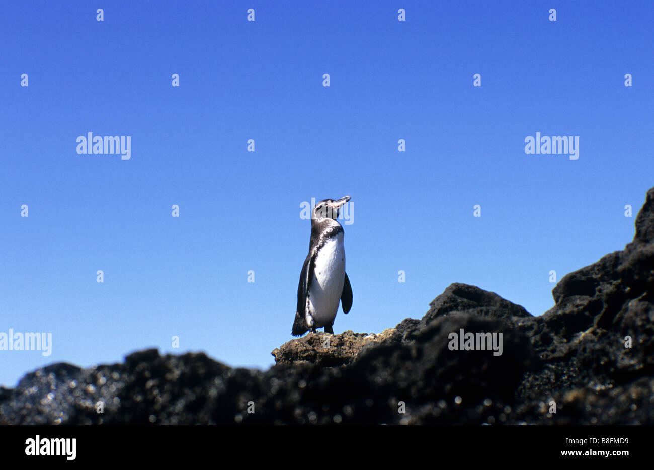 Galapagos Penguin. Spheniscus Mendiculus. Underwater Marine Life of the ...