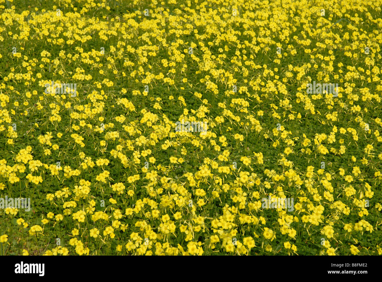 field of Bermuda Buttercups (Oxalis pes-caprae), Alicante Province ...