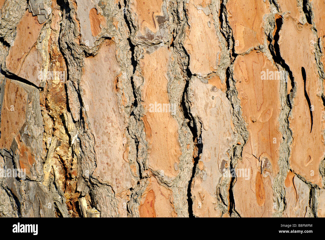 Eucalyptus tree trunk section hi-res stock photography and images - Alamy