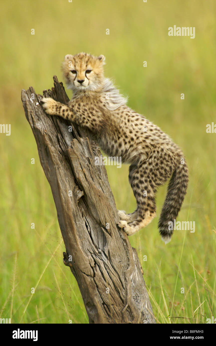Cheetah cub climbing tree stump, Masai Mara, Kenya Stock Photo - Alamy