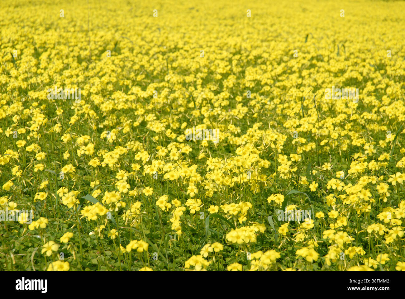 field of Bermuda Buttercups (Oxalis pes-caprae), Alicante Province ...