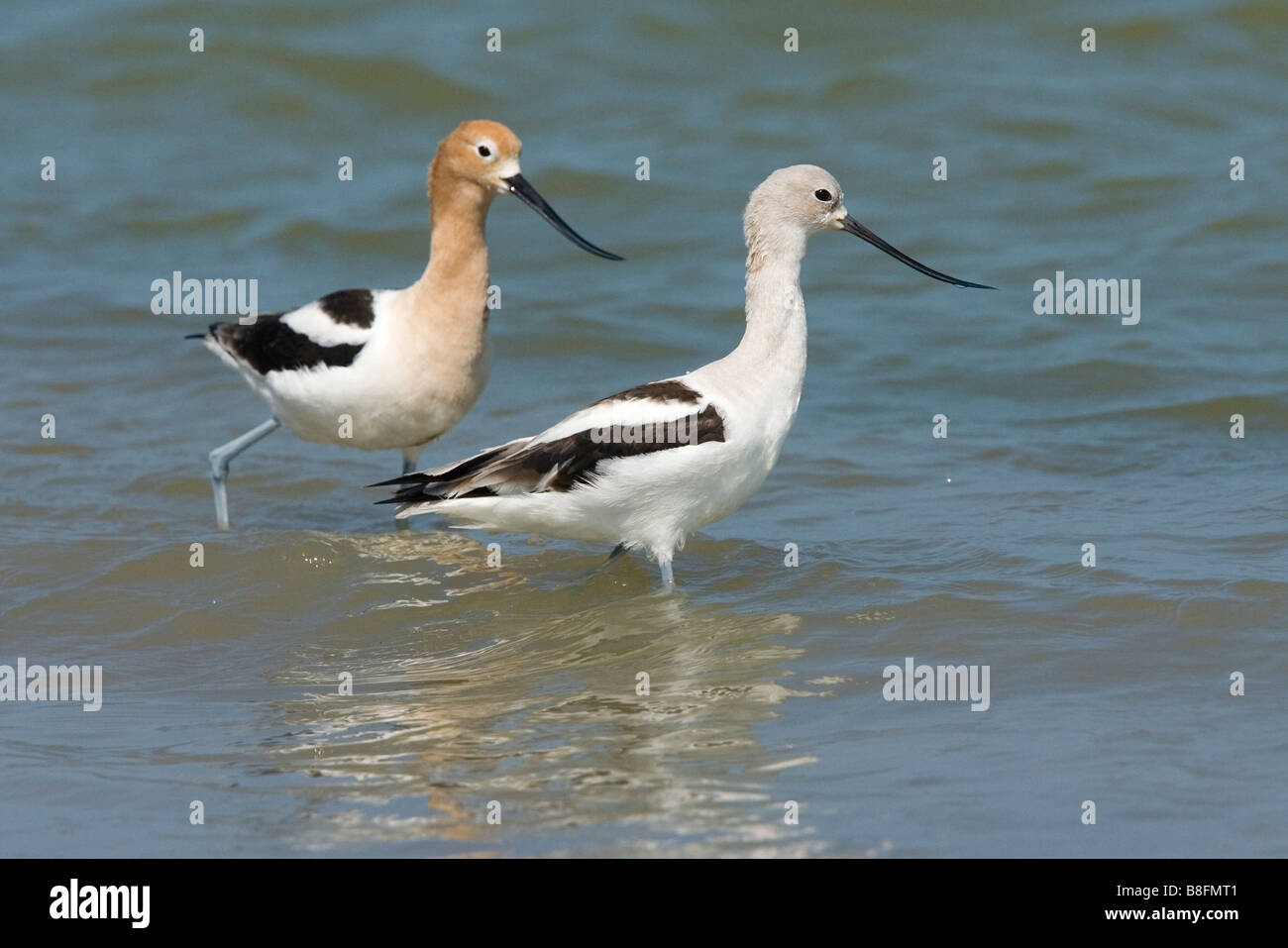 Black and white avocet hi-res stock photography and images - Alamy