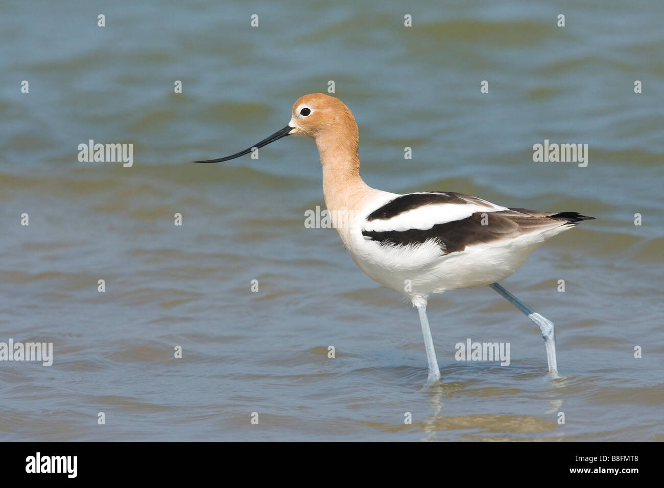 Curved bird hi-res stock photography and images - Alamy