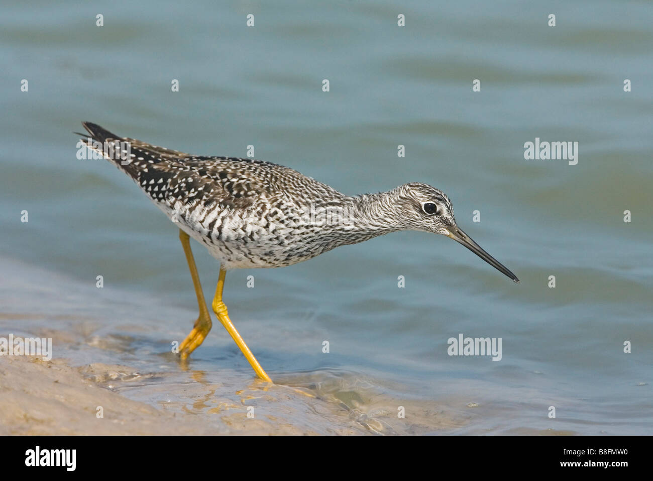 Greater yellowlegs hi-res stock photography and images - Alamy