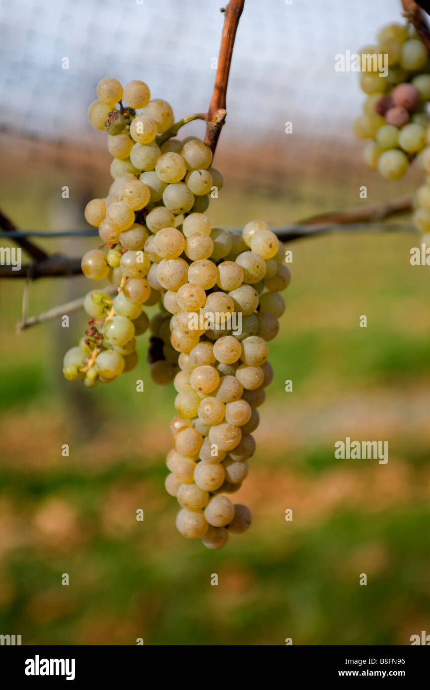 Vineyard winter grapes niagara hi-res stock photography and images - Alamy