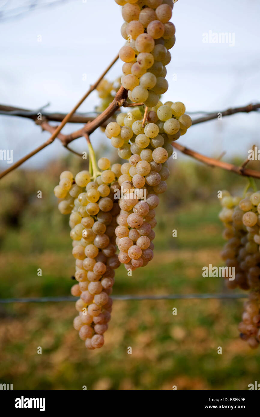 Vineyard winter grapes niagara hi-res stock photography and images - Alamy