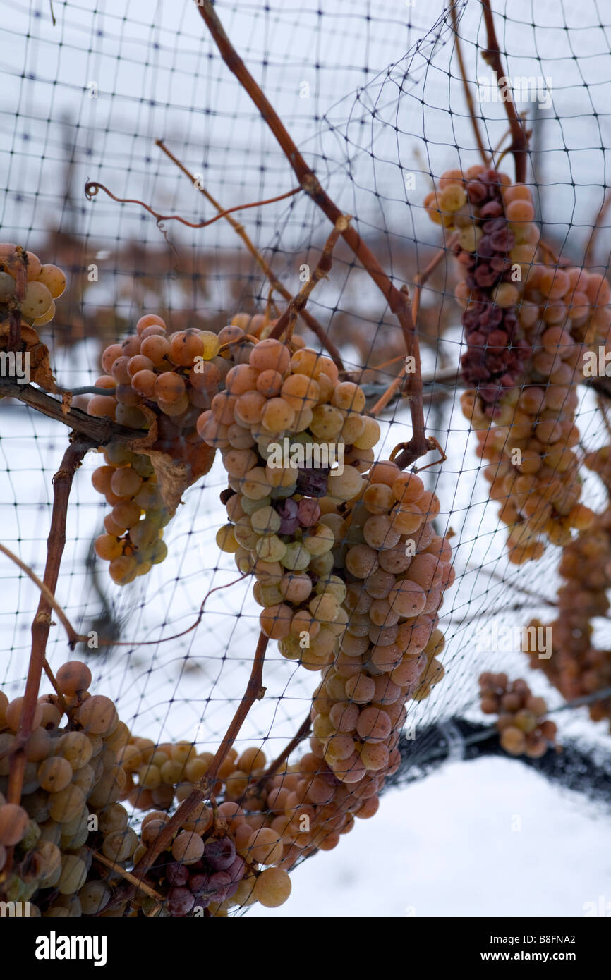Vineyard winter grapes niagara hi-res stock photography and images - Alamy