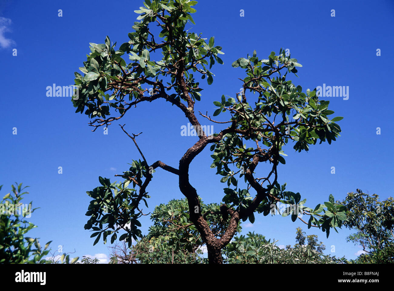 Cerrado (wooded savanna) tree with twisted branches and thick bark ...