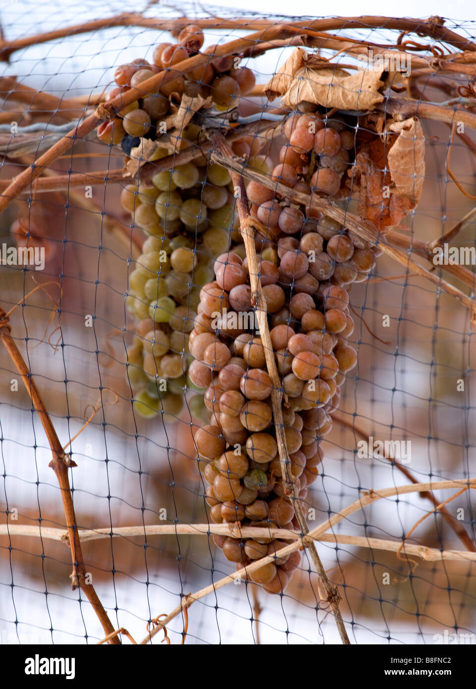 Vineyard winter grapes niagara hi-res stock photography and images - Alamy