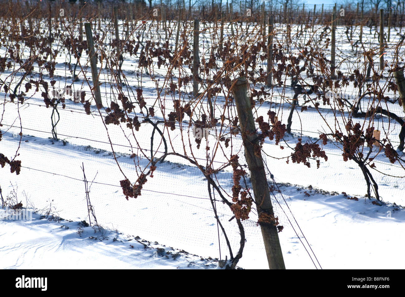 Frozen grapes canada hi-res stock photography and images - Alamy