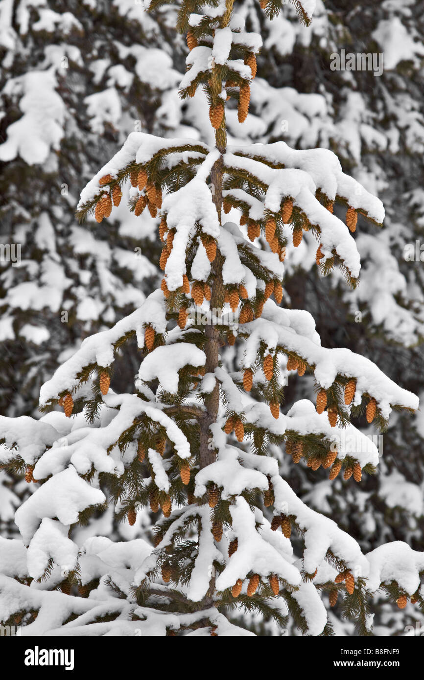Snow covered Spruce tree and cones Stock Photo - Alamy