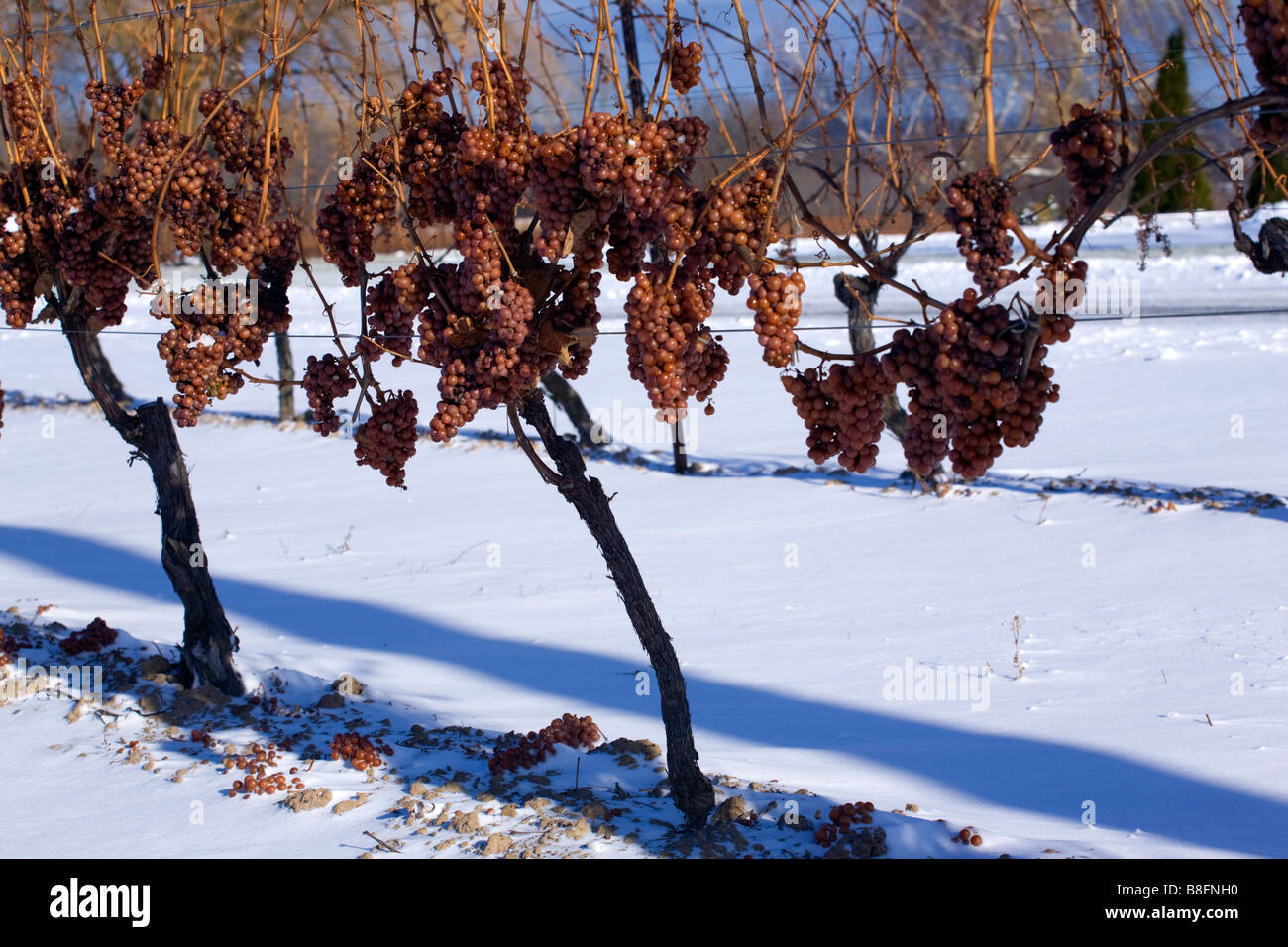 Frozen on vines hi-res stock photography and images - Alamy
