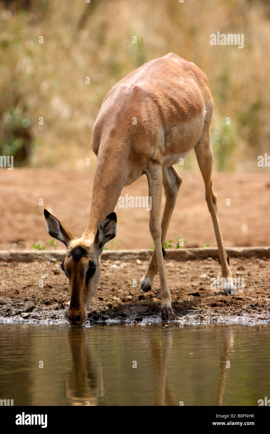 Female black faced impalas hi-res stock photography and images - Alamy