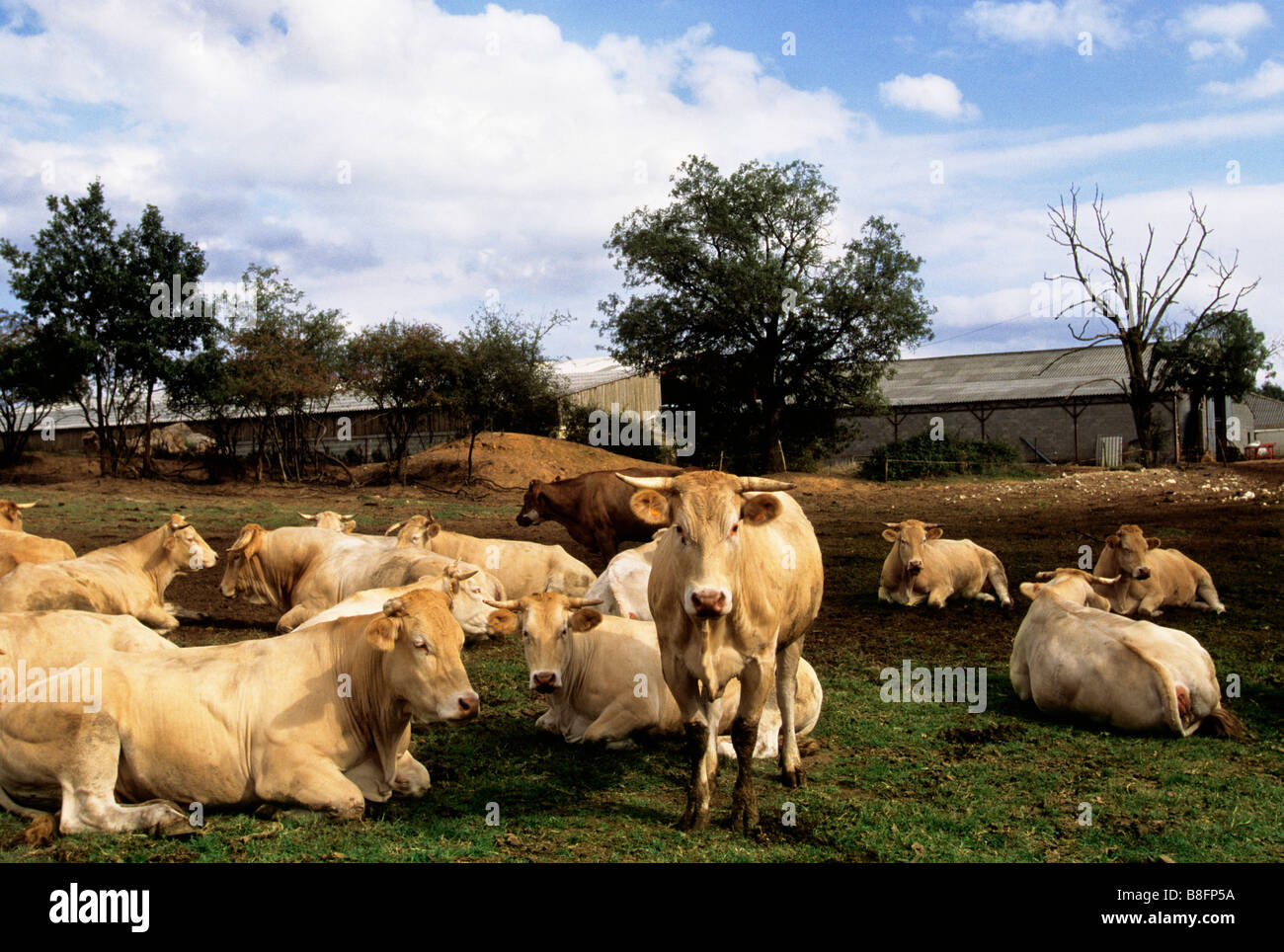 Cows Farmland in France. French agriculture. Jersey cows on rural dairy ...