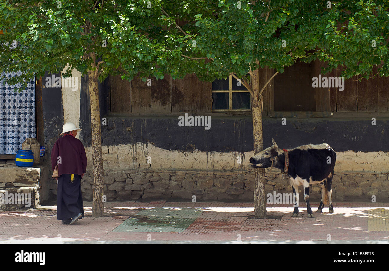 Tethered cow hi-res stock photography and images - Alamy