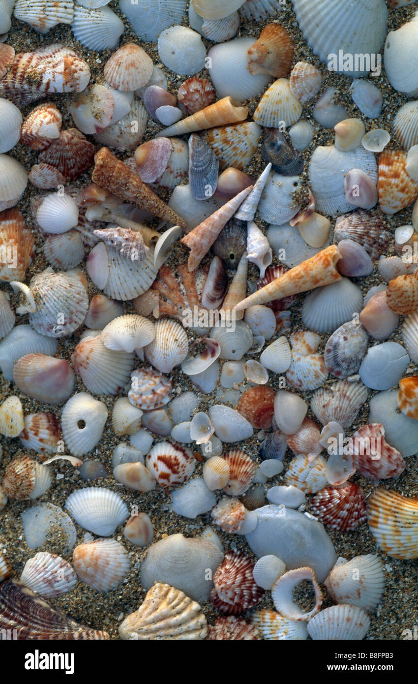 Shells Frigate Bay Beach St Kitts Stock Photo - Alamy