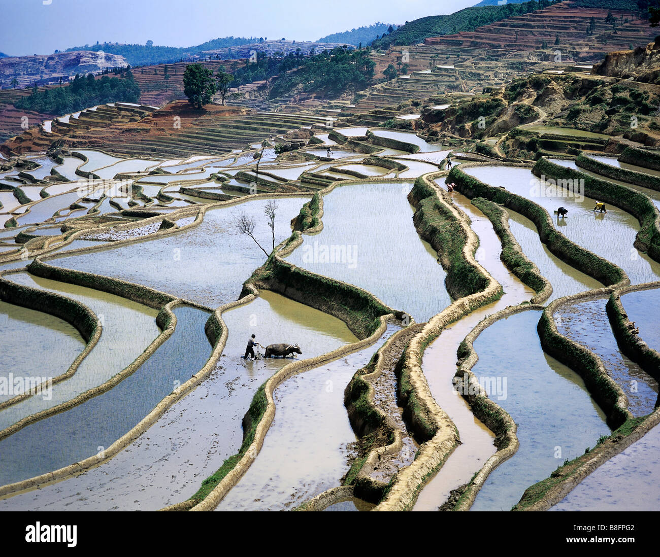 Asia china rice terraces rice farmers hi-res stock photography and ...