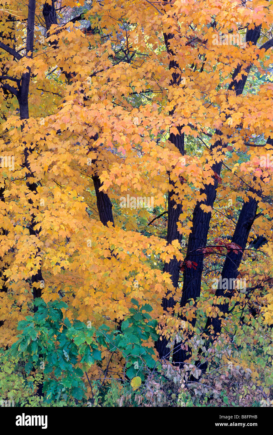 FALL FOLIAGE ALONG MISSISSIPPI RIVER ROAD IN ST. PAUL, MINNESOTA Stock ...