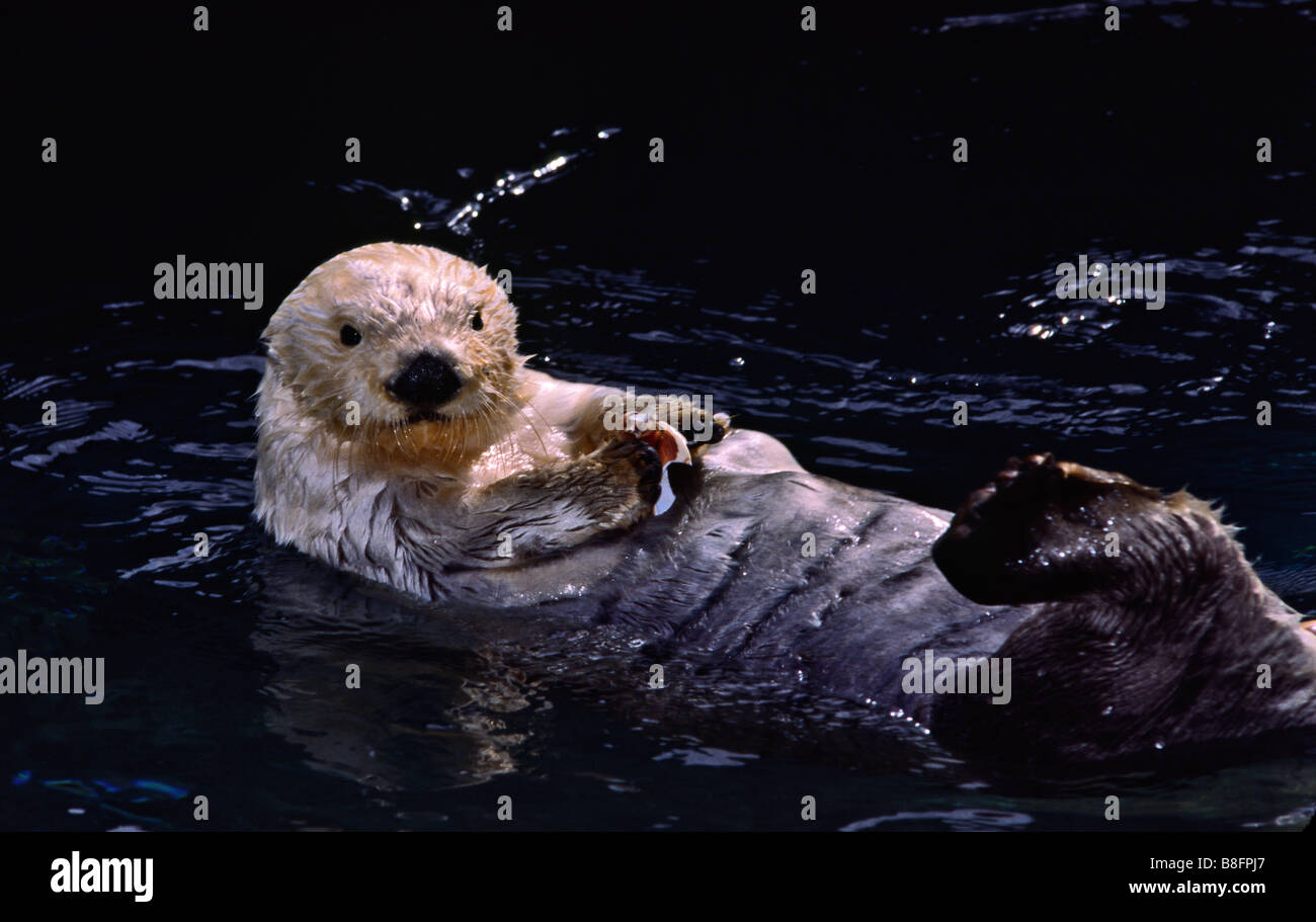 North America, Nature. Swimming white sea otter Enhydra lutris dines on ...