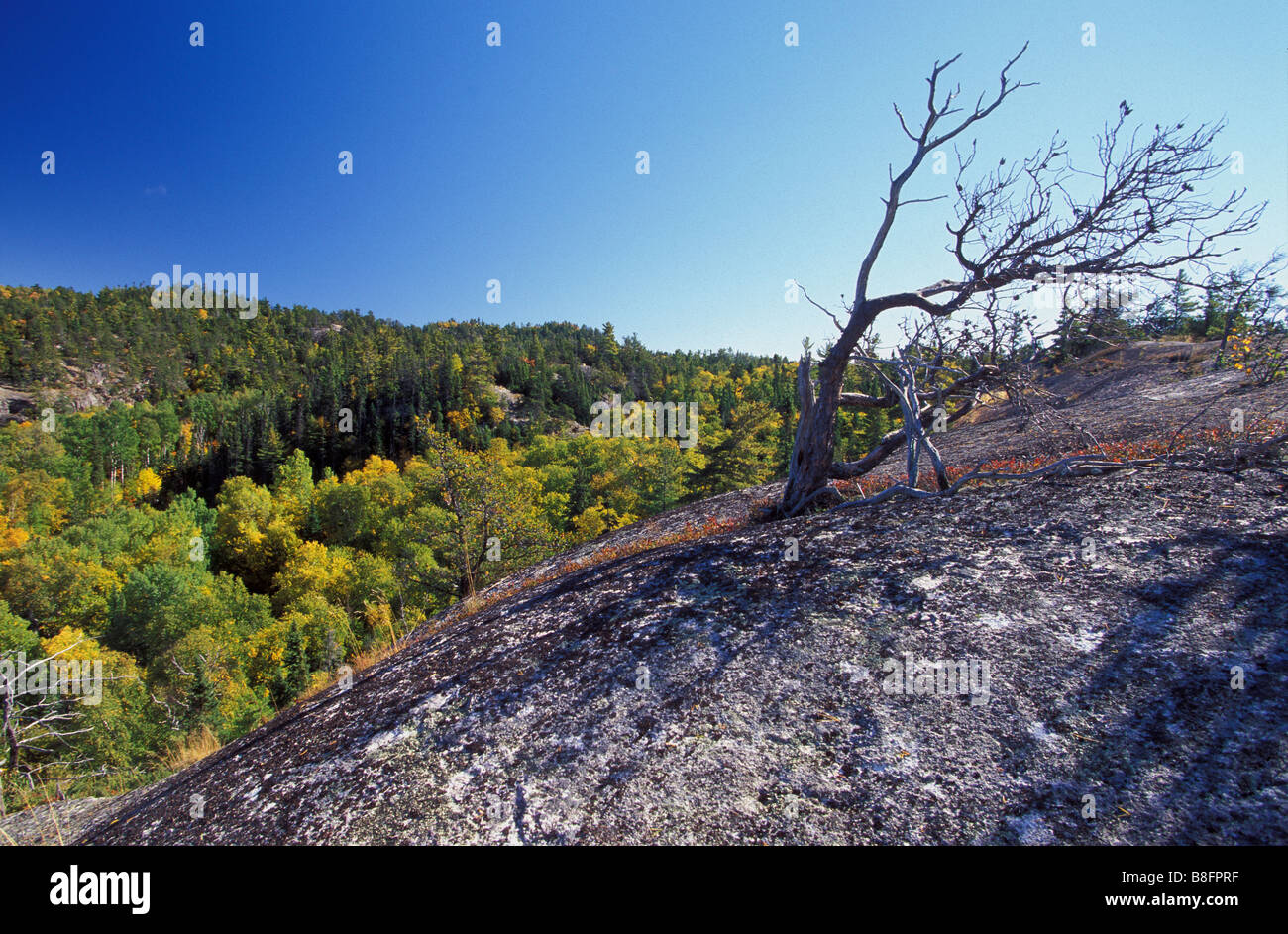 Lone tree on bluff at sinclair cove in Lake Superior Park Stock Photo ...