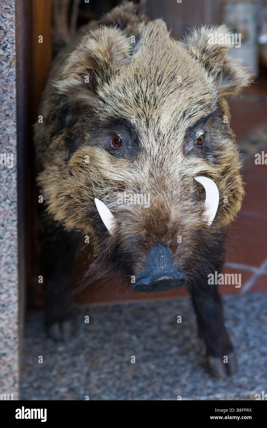 Boar italy hi-res stock photography and images - Alamy
