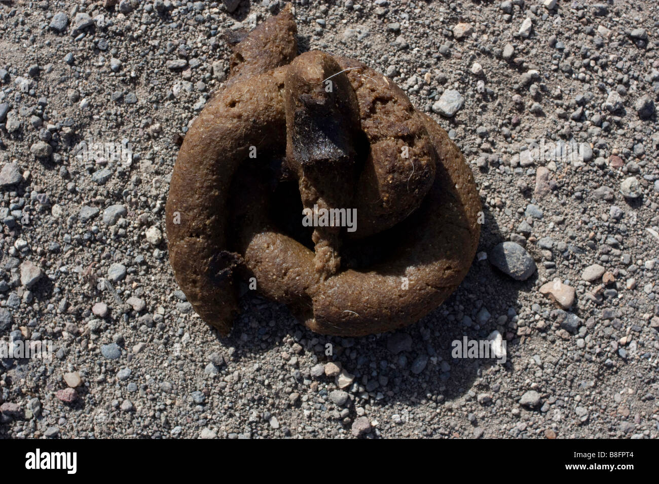 The perfect turd BHZ Stock Photo - Alamy