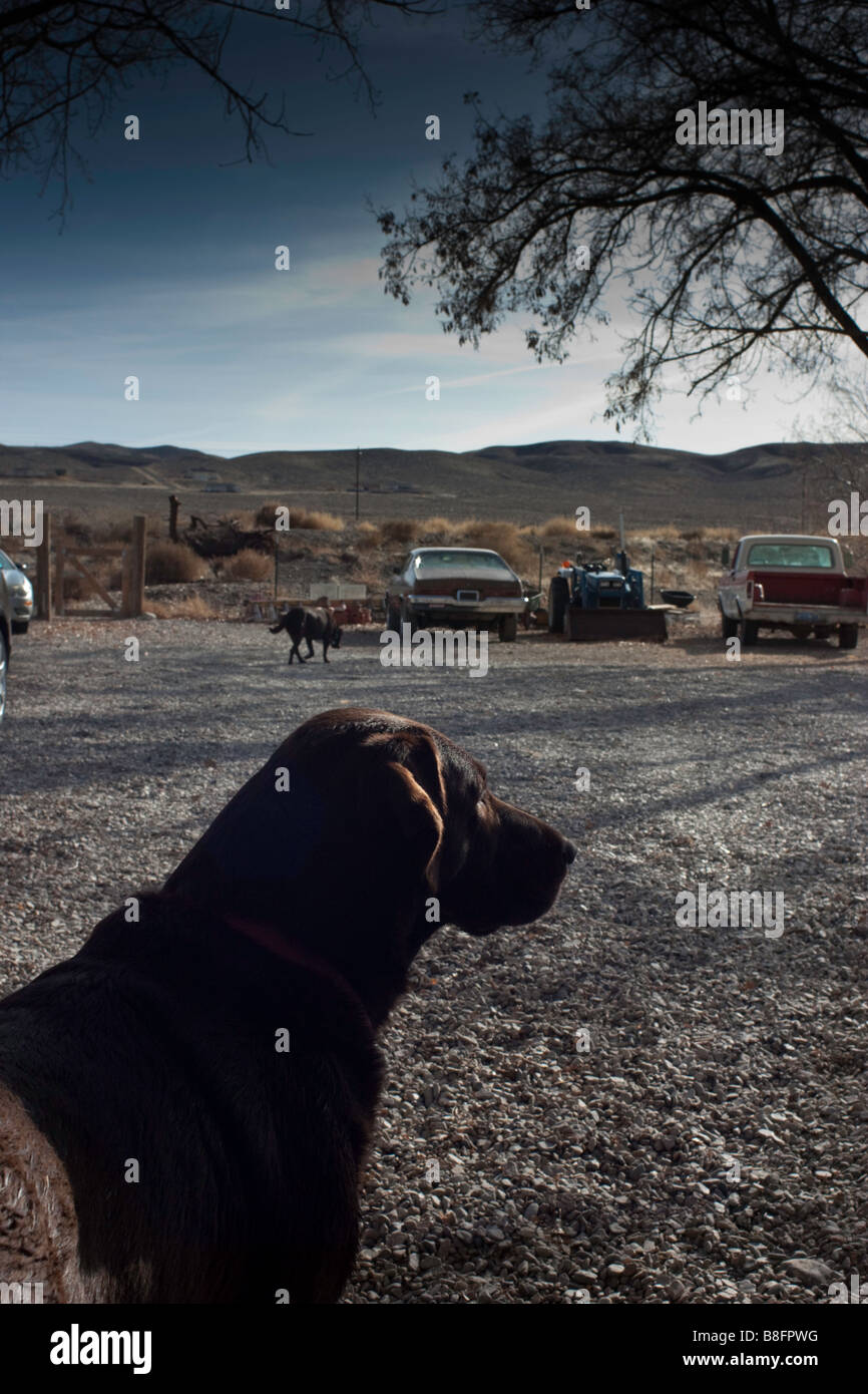 Labrador retriever farm hi-res stock photography and images - Alamy
